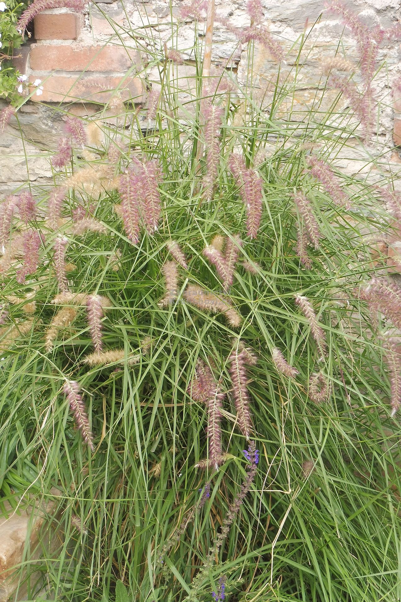 Pennisetum orientale " Flamingo " - dochan východní Zahradnictví ...