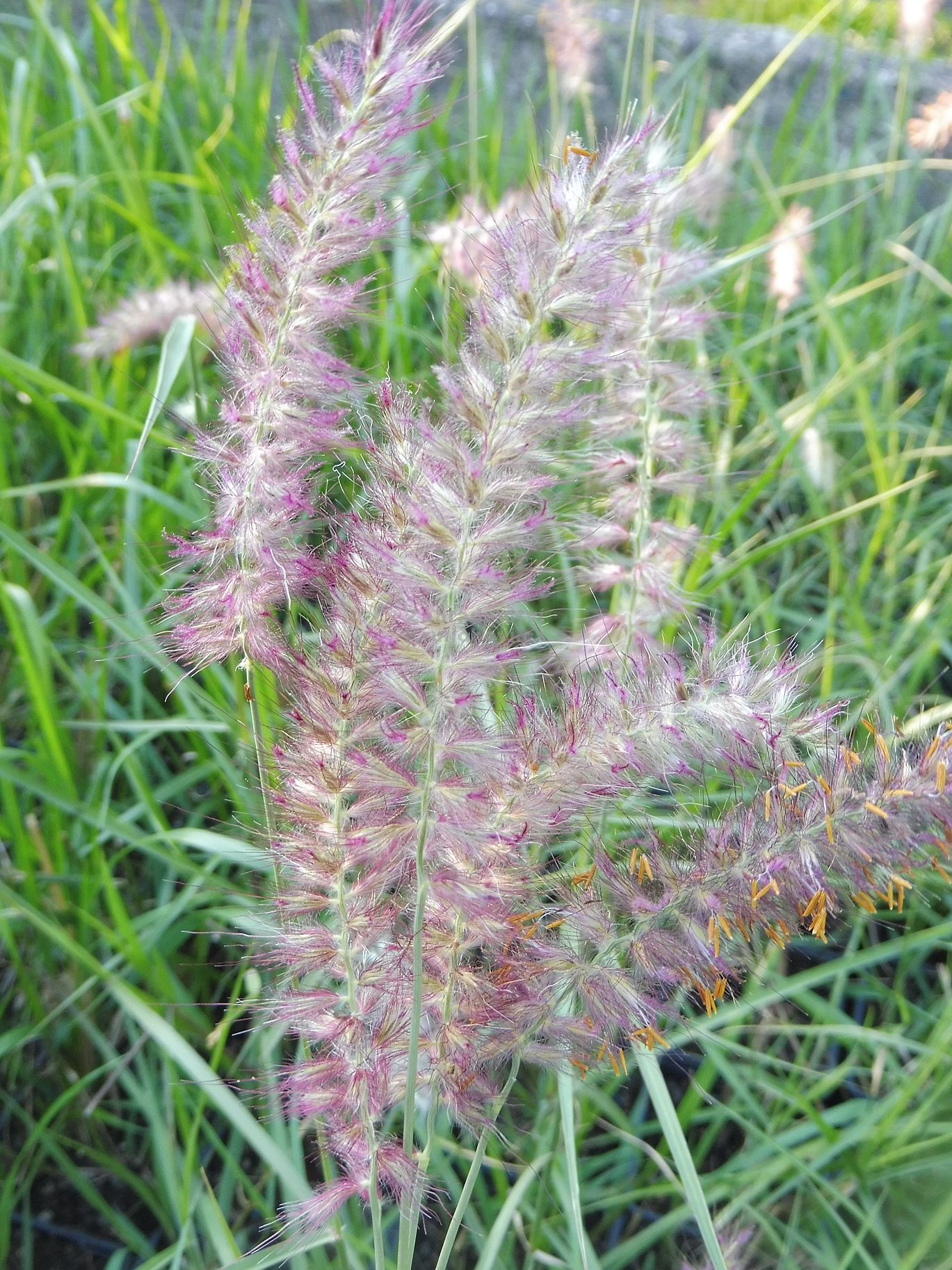 Pennisetum orientale " Flamingo " - dochan východní Zahradnictví ...