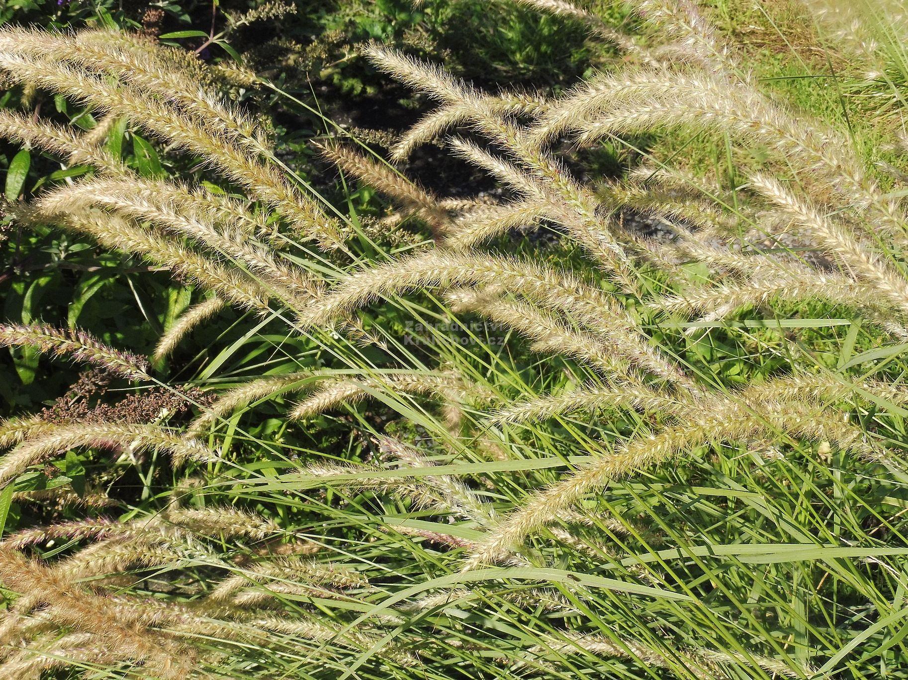 Pennisetum orientale " Tall Tails " - dochan východní Zahradnictví ...