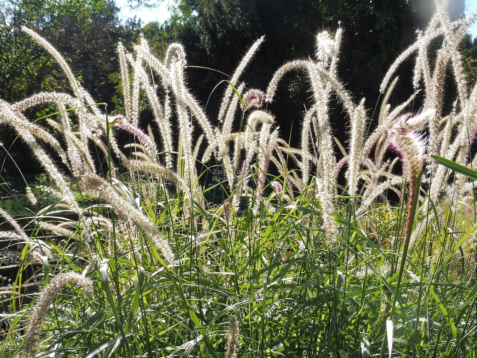 Pennisetum orientale " Tall Tails " - dochan východní Zahradnictví ...