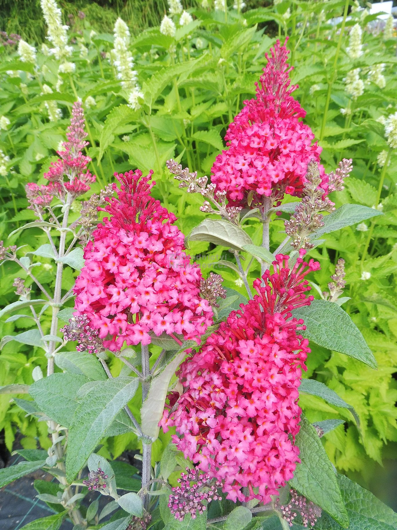Buddleja davidii " Butterfly Candy ® Little Ruby " - komule davidova ...