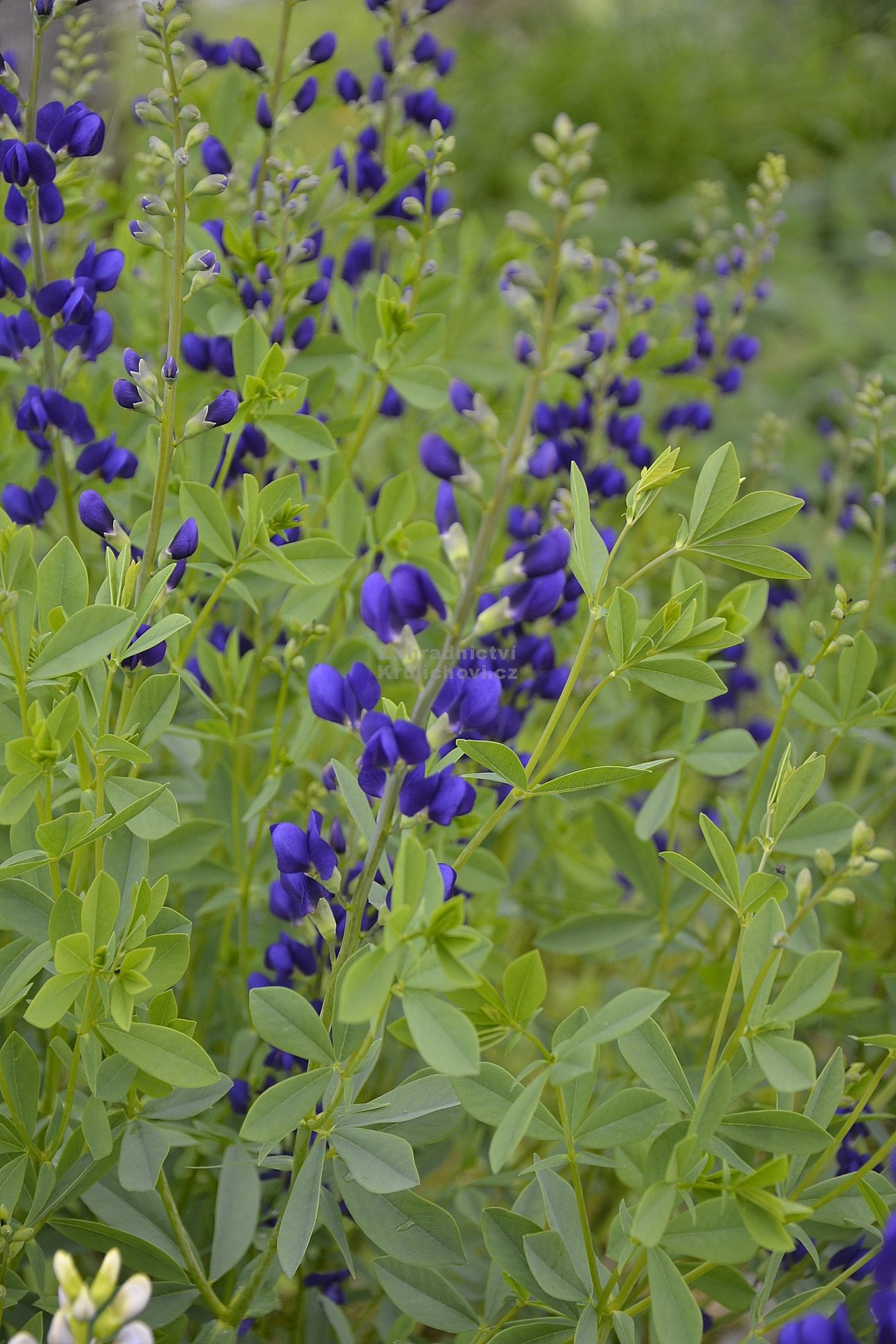 Baptisia " Decadence ® Blueberry Sunday " - baptísie Zahradnictví ...