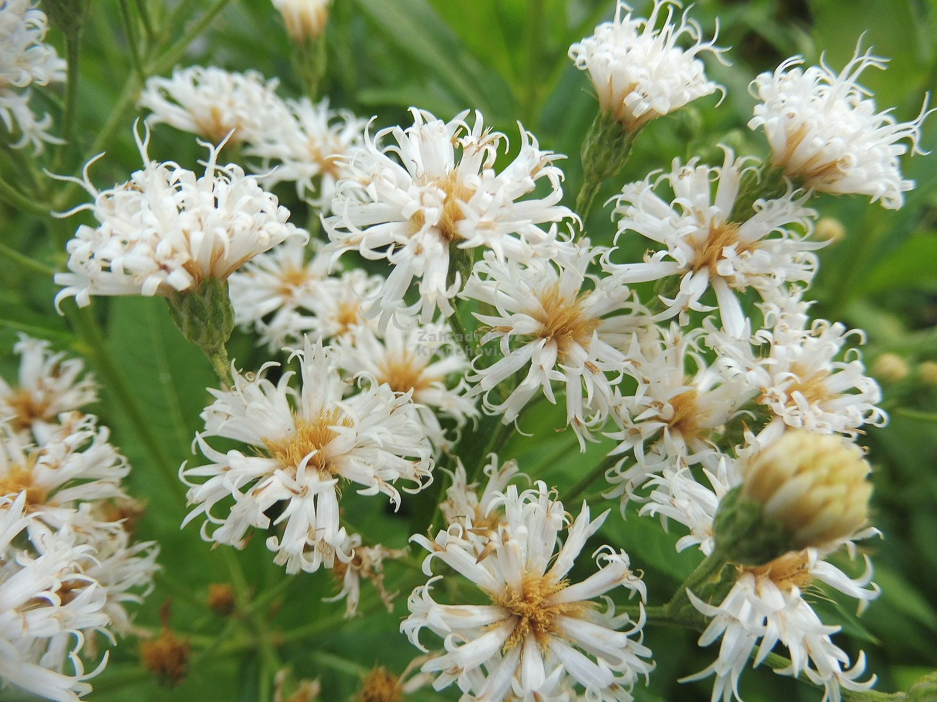 Vernonia noveboracensis " White Lightning " - vernonie Zahradnictví ...
