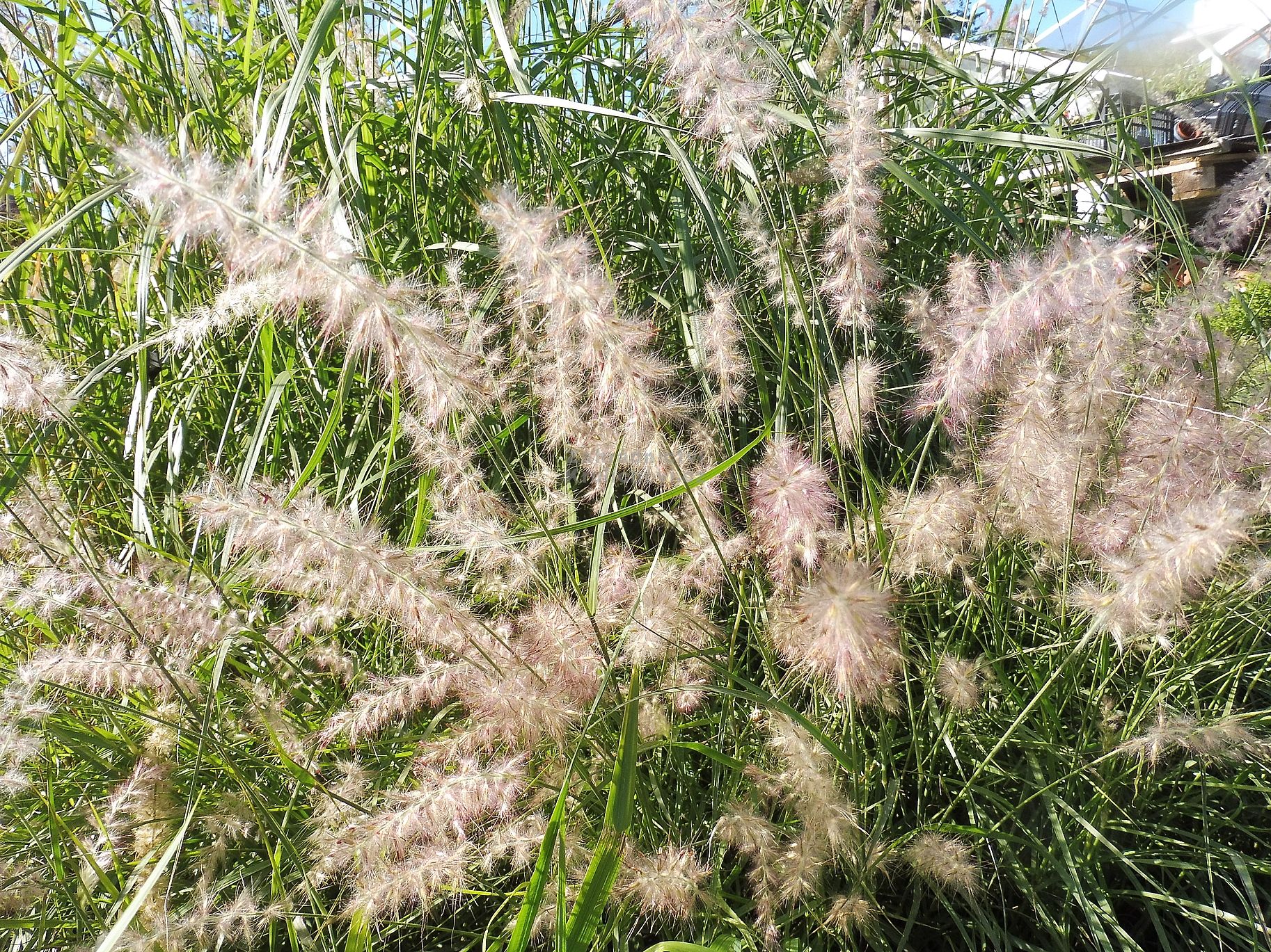 Pennisetum orientale " JS Dance with Me " ® - dochan východní ...