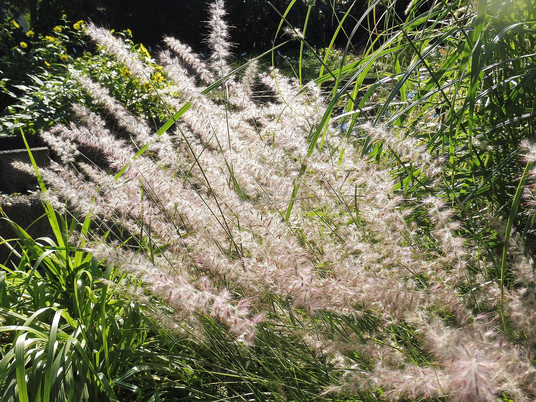 Pennisetum orientale " JS Dance with Me " ® - dochan východní ...
