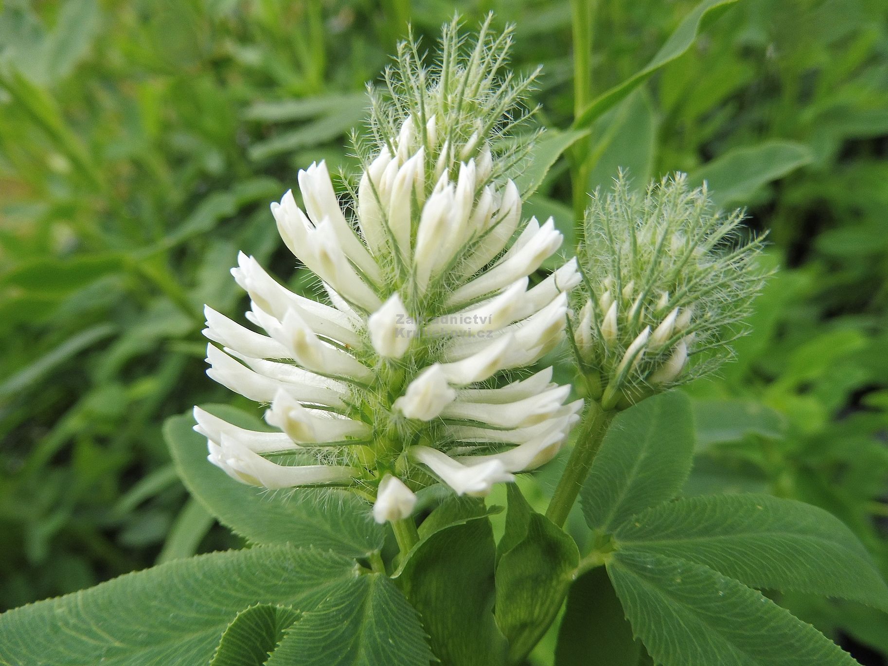 Trifolium rubens f. album " Frosty Feathers " - jetel červenavý ...