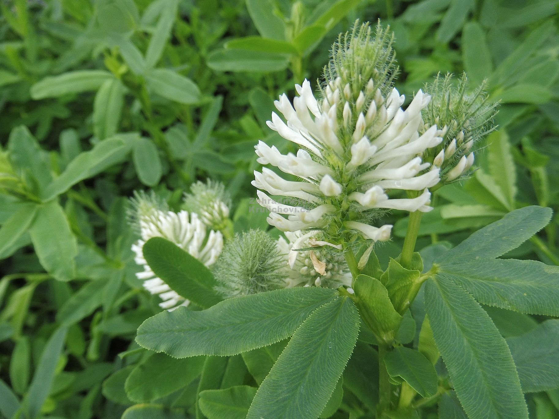 Trifolium rubens f. album " Frosty Feathers " - jetel červenavý ...