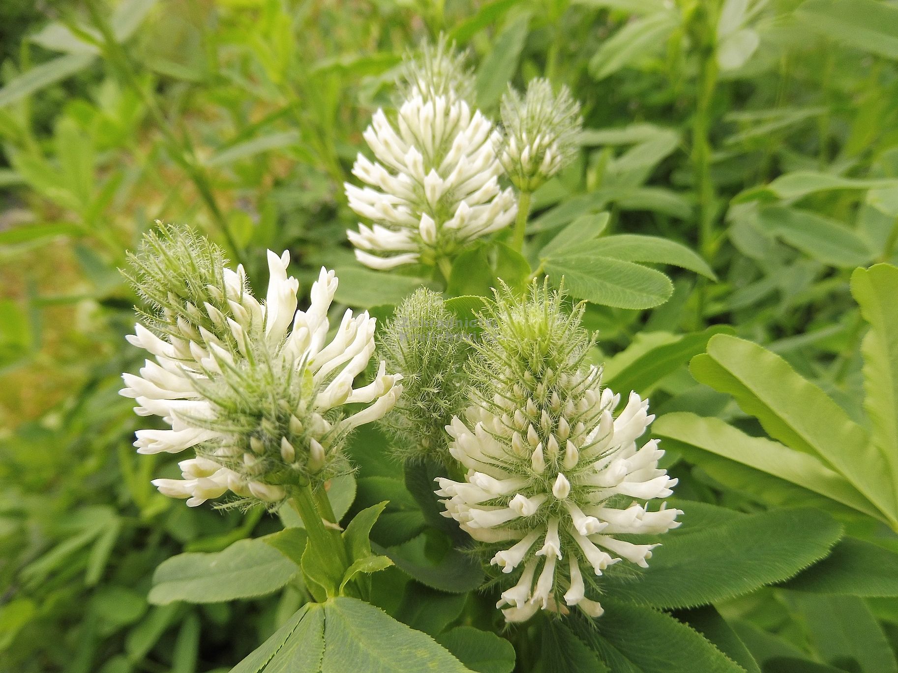 Trifolium rubens f. album " Frosty Feathers " - jetel červenavý ...