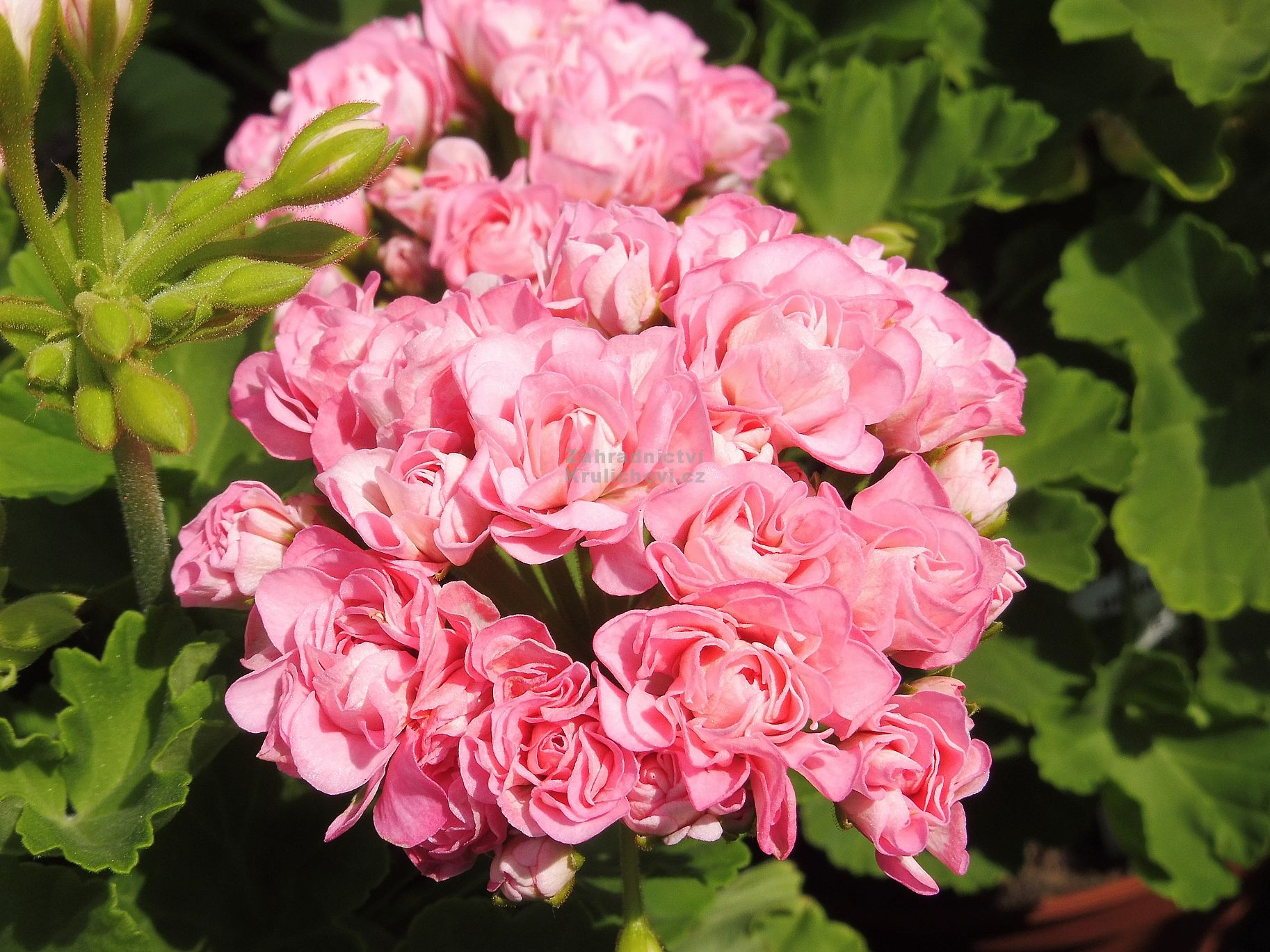 Pelargonium zonale " Princezna Filippa " - pelargonie, muškát ...