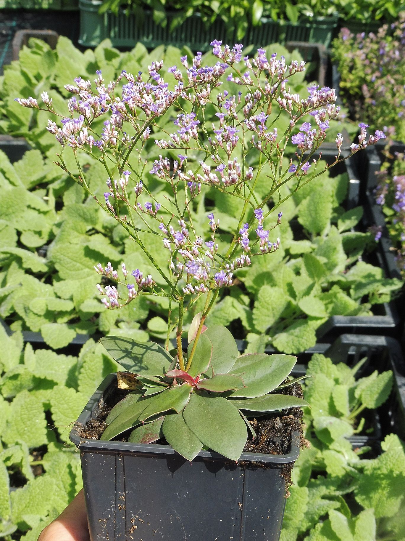Limonium gmelinii " Dazzle Rocks " ® - statice Zahradnictví Krulichovi ...