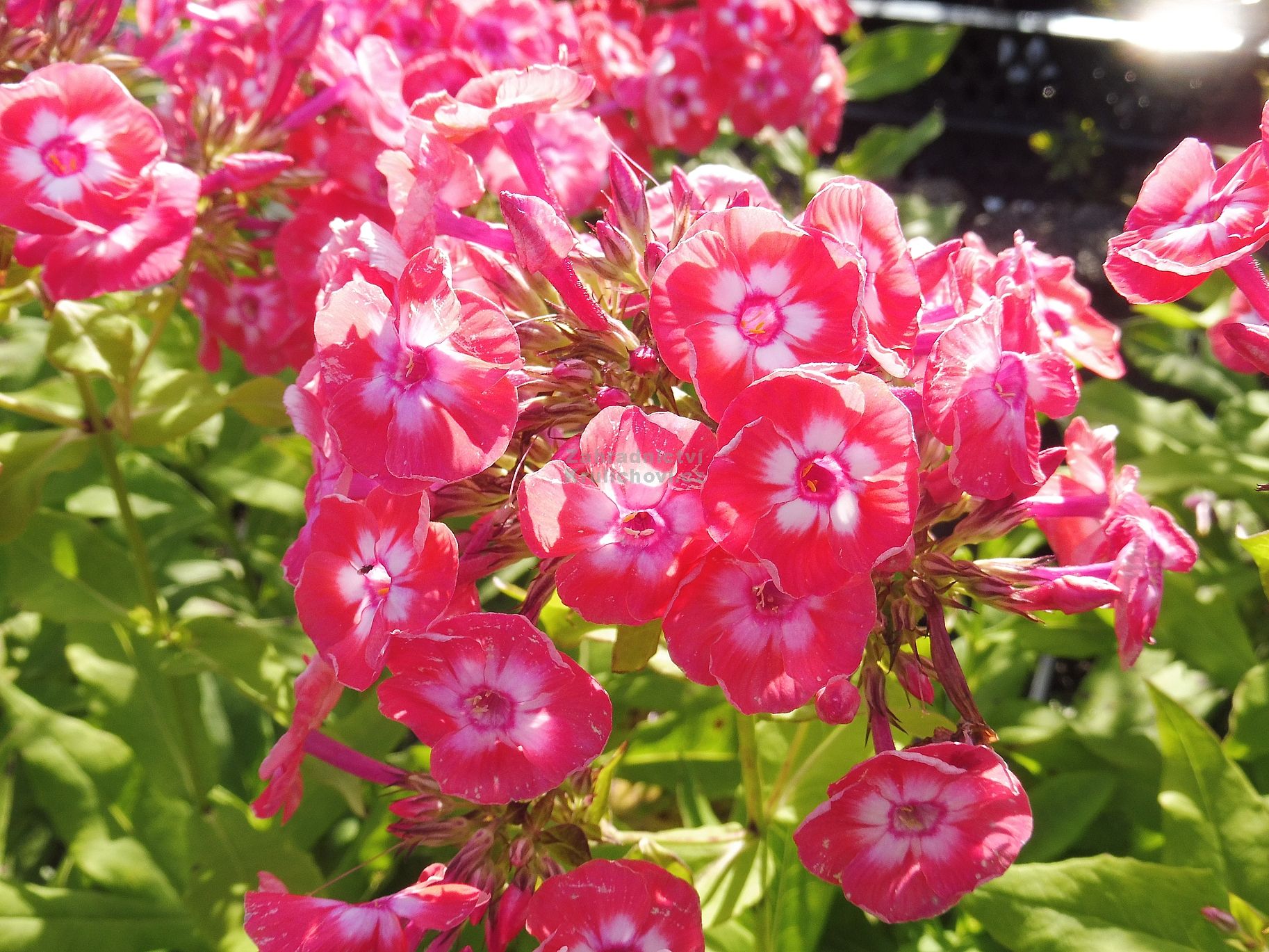 Phlox paniculata " Famous Coral ® " - flox, plamenka latnatá ...