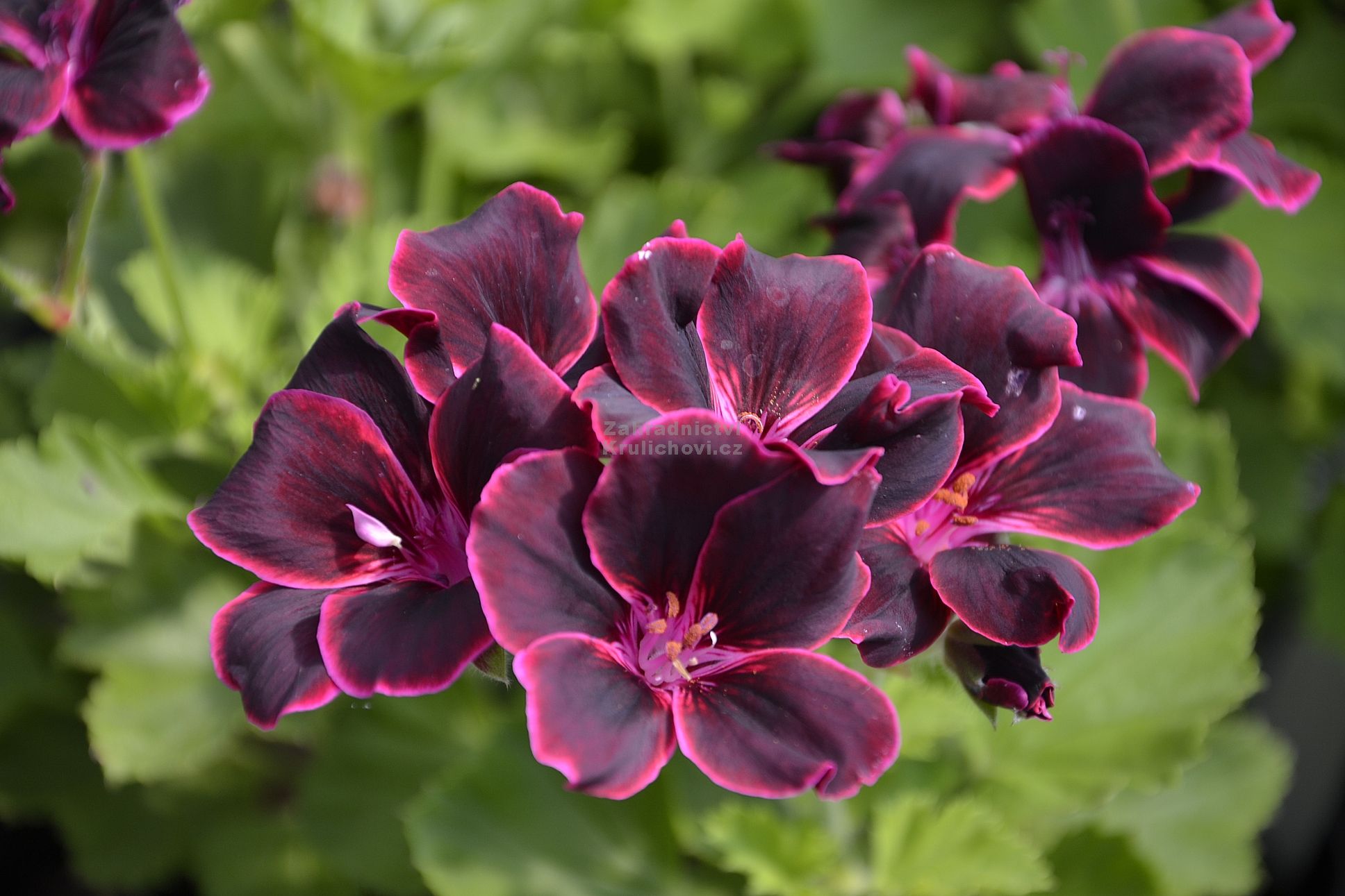 Pelargonium grandiflorum " Lord Bute " - pelargonie, muškát ...