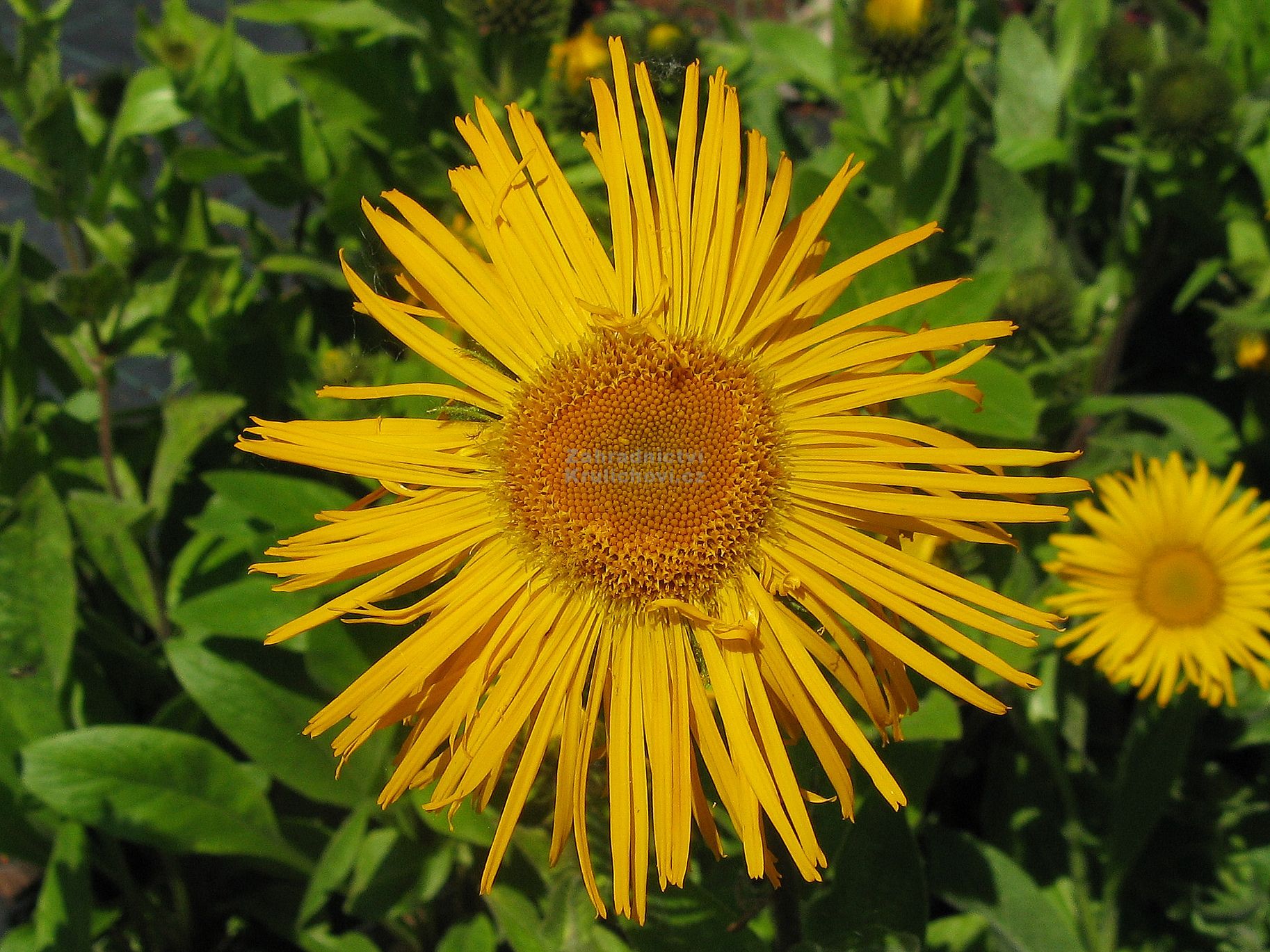 Inula orientalis f. grandiflora - oman východní velkokvětý Zahradnictví ...
