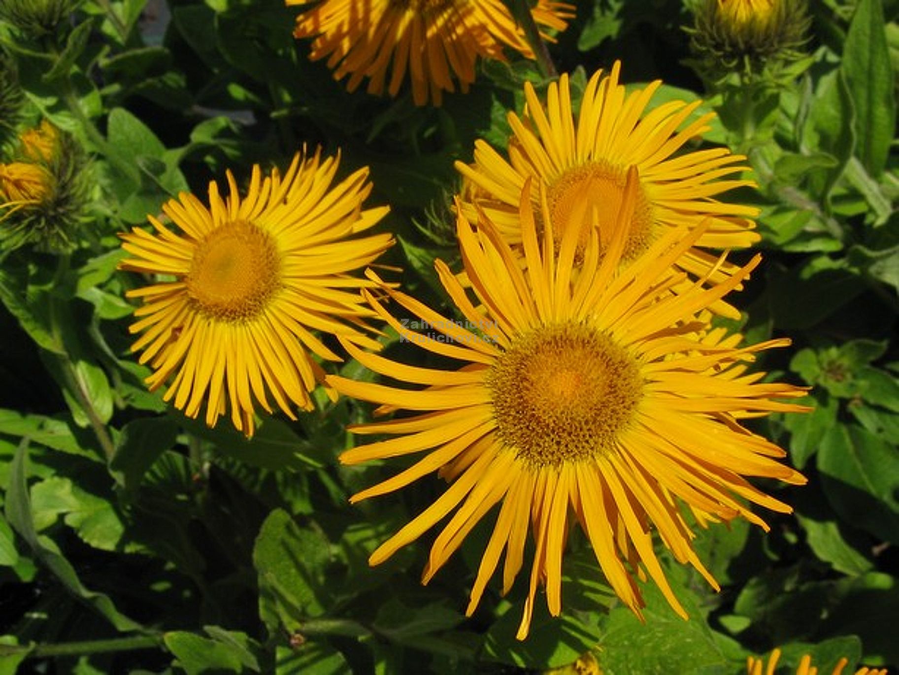 Inula orientalis f. grandiflora - oman východní velkokvětý Zahradnictví ...