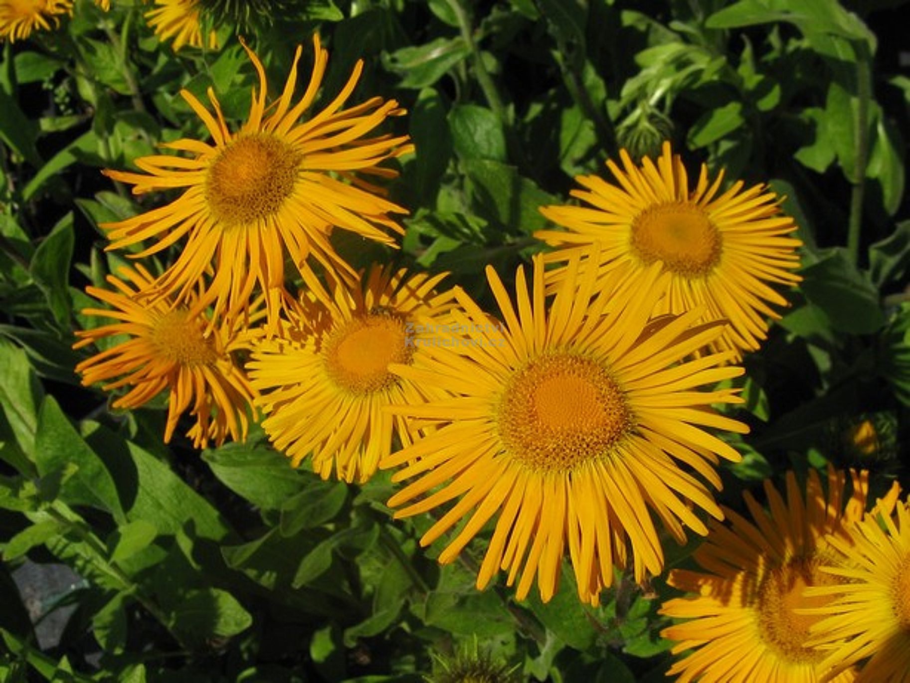 Inula orientalis f. grandiflora - oman východní velkokvětý Zahradnictví ...