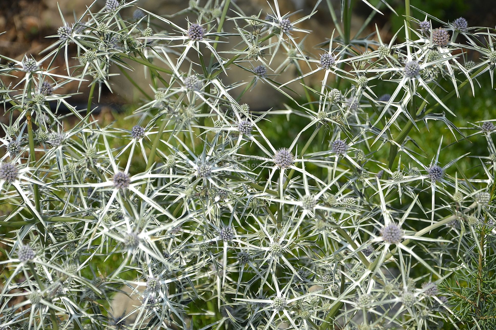 Eryngium variifolium " Miss Marble " - máčka Zahradnictví Krulichovi ...