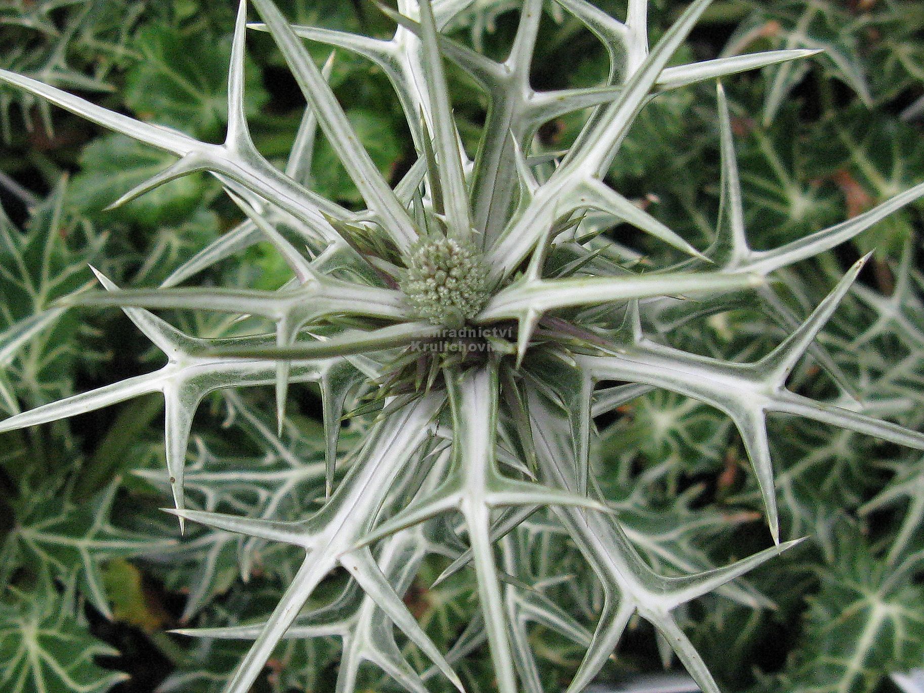 Eryngium variifolium " Miss Marble " - máčka Zahradnictví Krulichovi ...