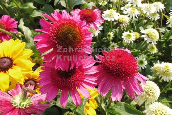 Echinacea ' Delicious Candy ' ® - třapatkovka Zahradnictví Krulichovi ...