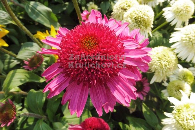 Echinacea ' Delicious Candy ' ® - třapatkovka Zahradnictví Krulichovi ...