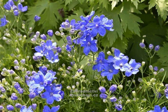 Delphinium grandiflorum " Blauer Zwerg " - stračka, ostrožka Zahradnictví Krulichovi ...