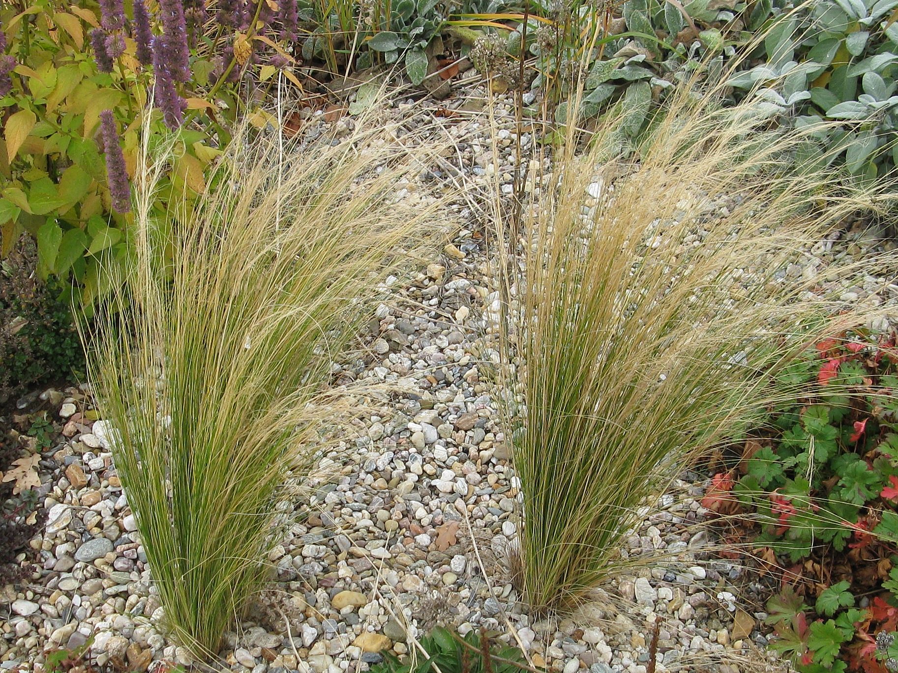 Stipa tenuissima " Pony Tails " - kavyl Zahradnictví Krulichovi ...