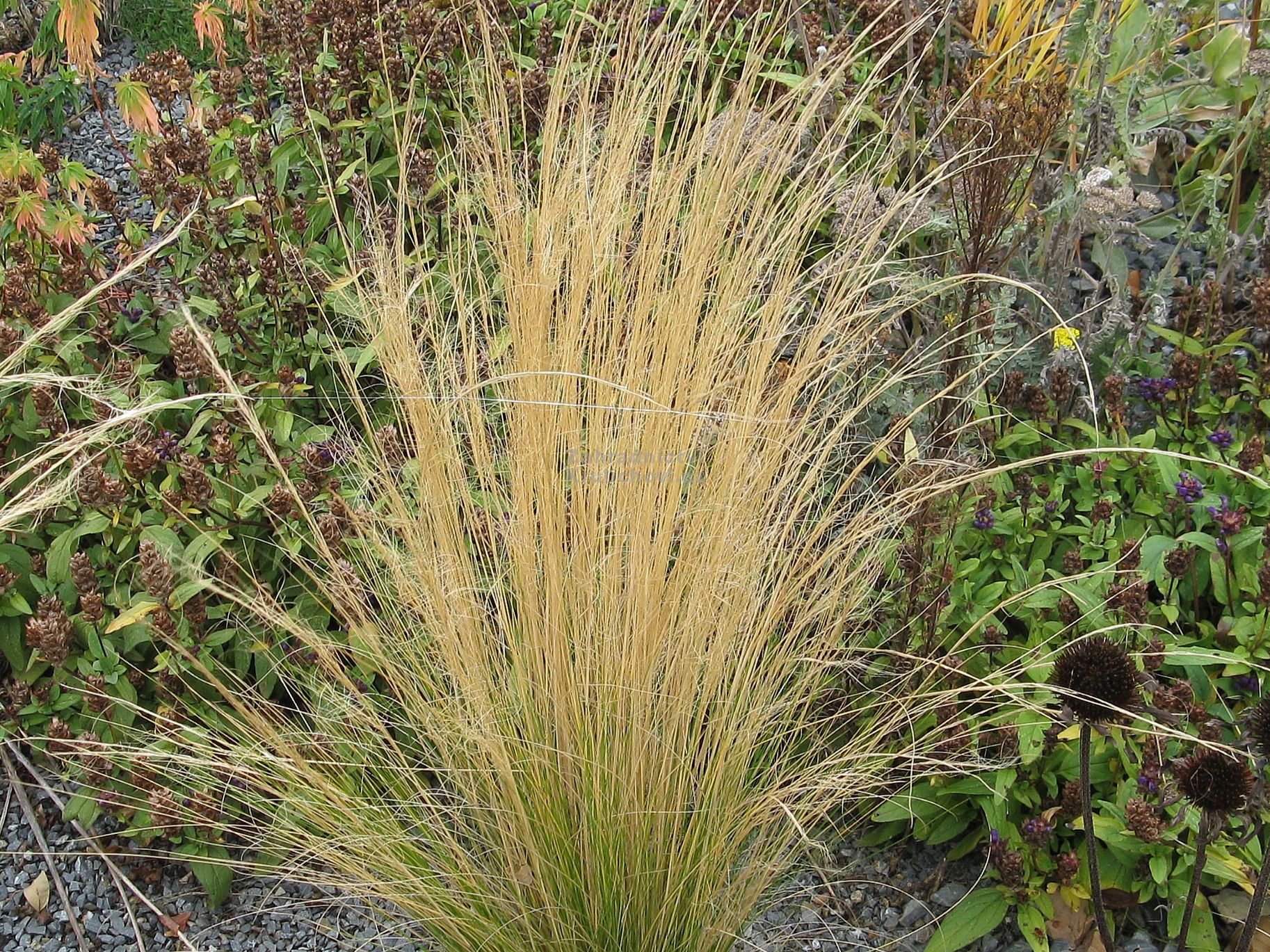 Stipa tenuissima " Pony Tails " - kavyl Zahradnictví Krulichovi ...