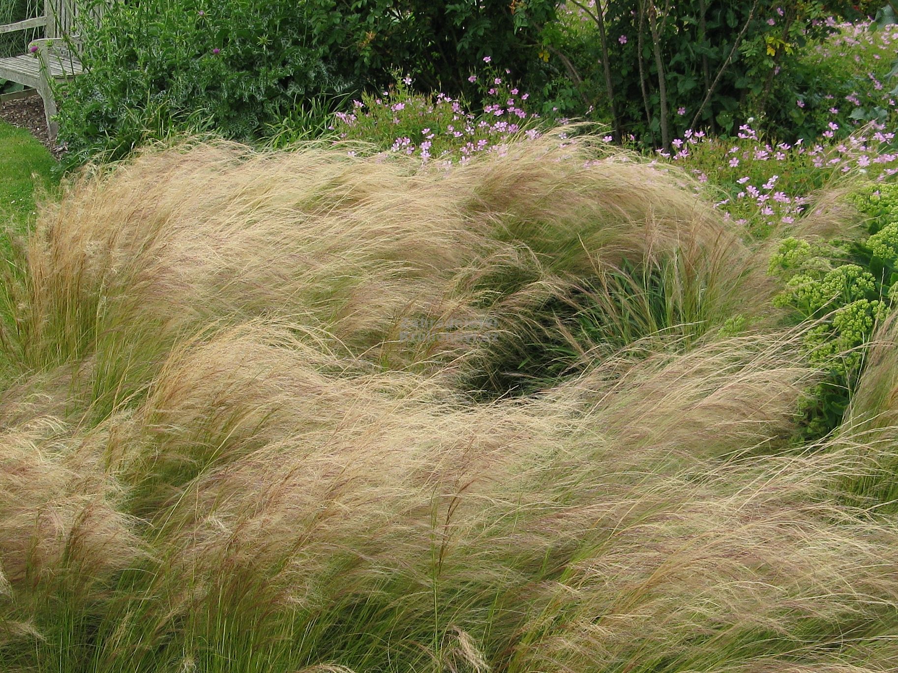 Stipa tenuissima " Pony Tails " - kavyl Zahradnictví Krulichovi ...