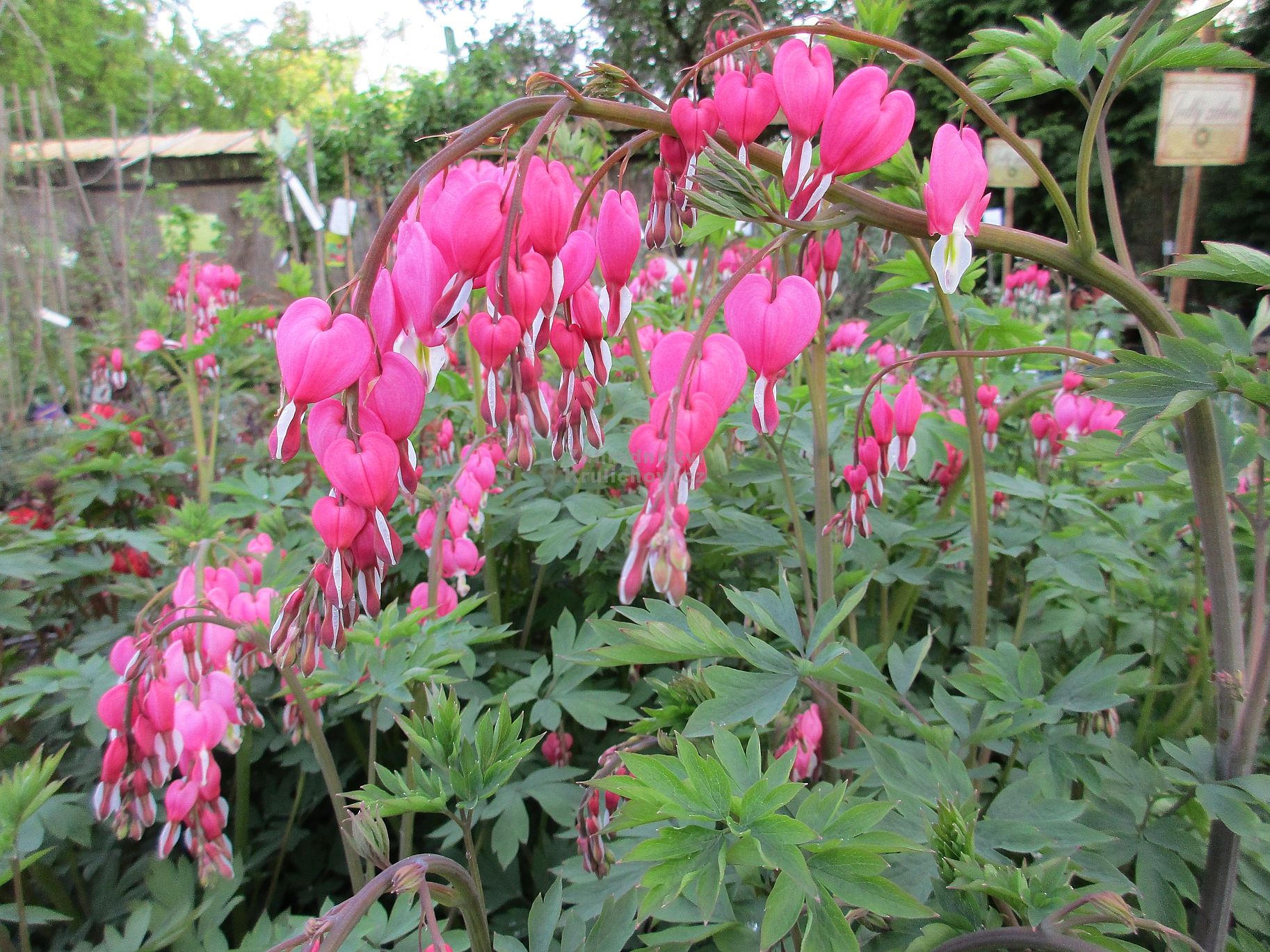 Dicentra spectabilis - srdcovka Zahradnictví Krulichovi - zahradnictví ...