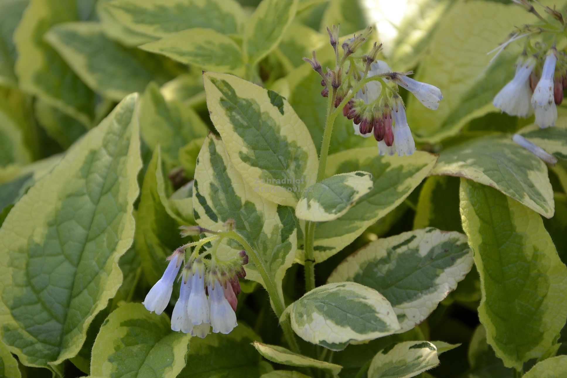 Symphytum grandiflorum " Goldsmith " - kostival Zahradnictví Krulichovi ...