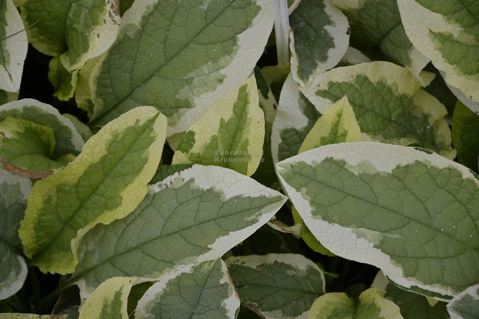 Symphytum grandiflorum " Goldsmith " - kostival Zahradnictví Krulichovi ...