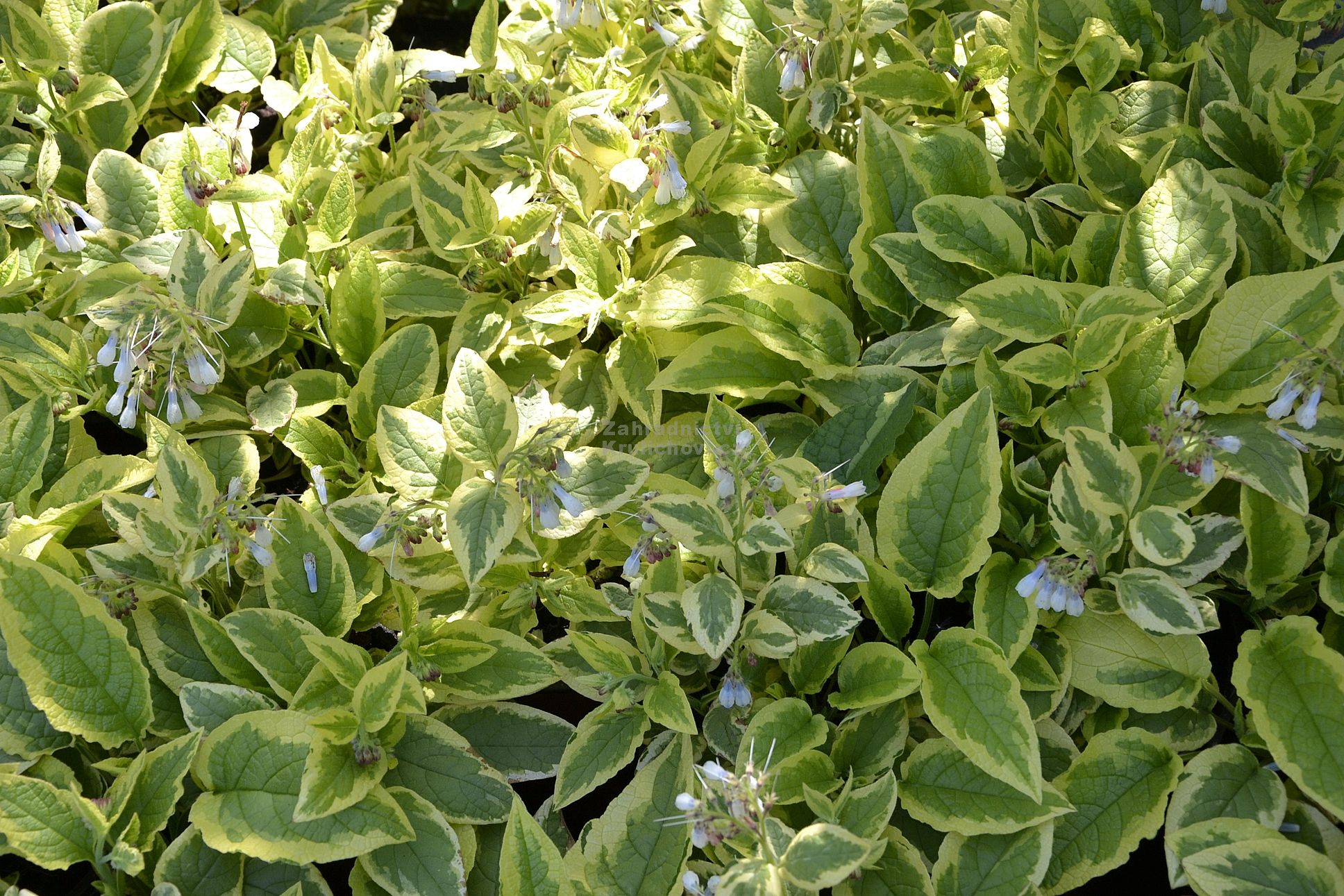 Symphytum grandiflorum " Goldsmith " - kostival Zahradnictví Krulichovi ...