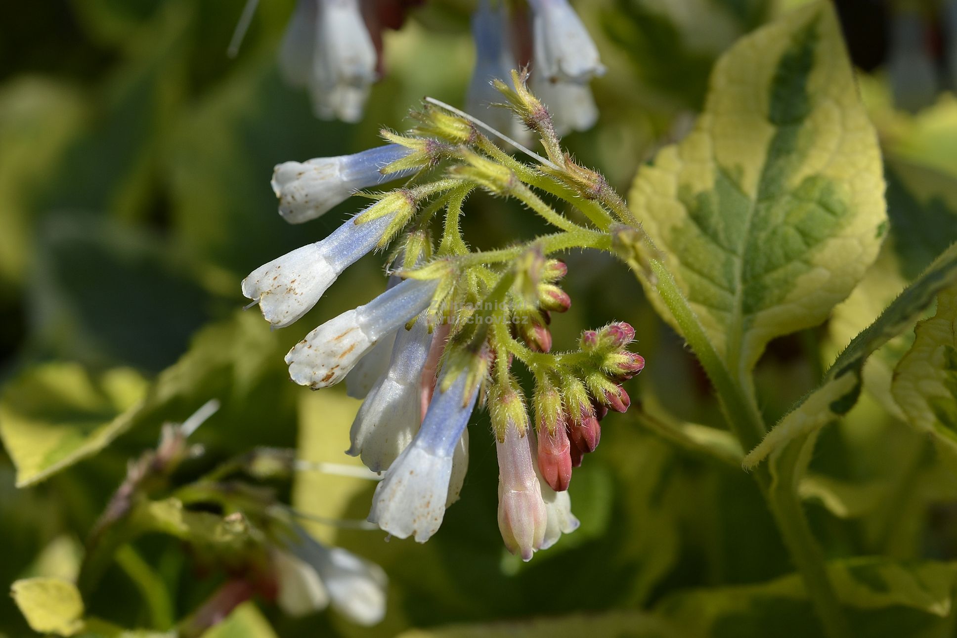 Symphytum grandiflorum " Goldsmith " - kostival Zahradnictví Krulichovi ...